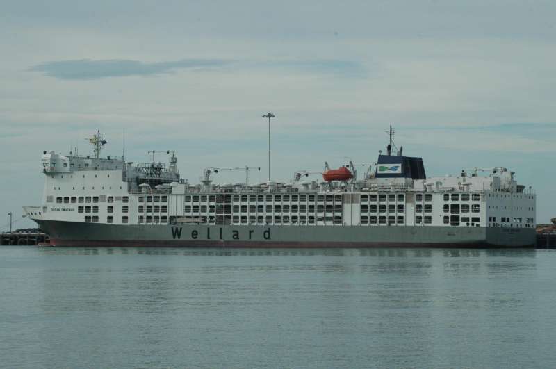 OCEAN SWAGMAN - Livestock